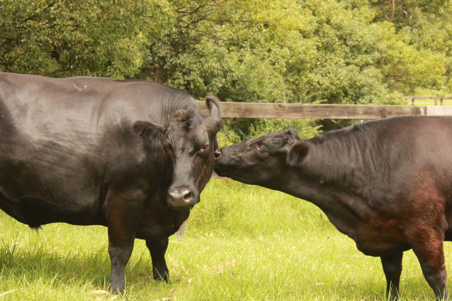 Moo to Ewe