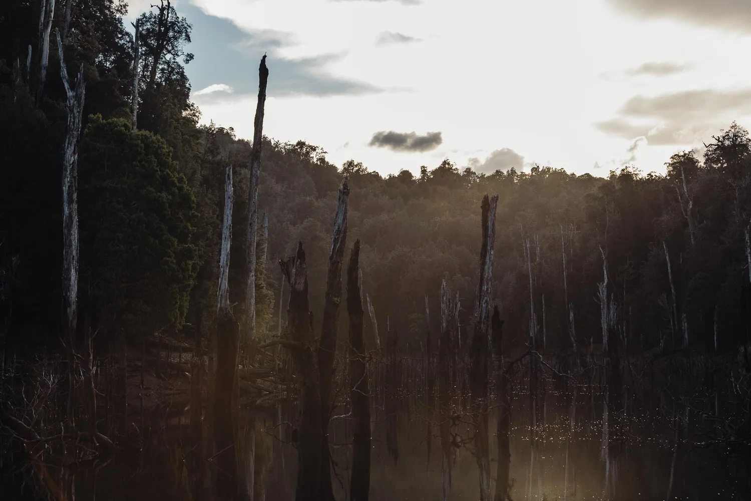 Hydrowood | timber (re)discovered