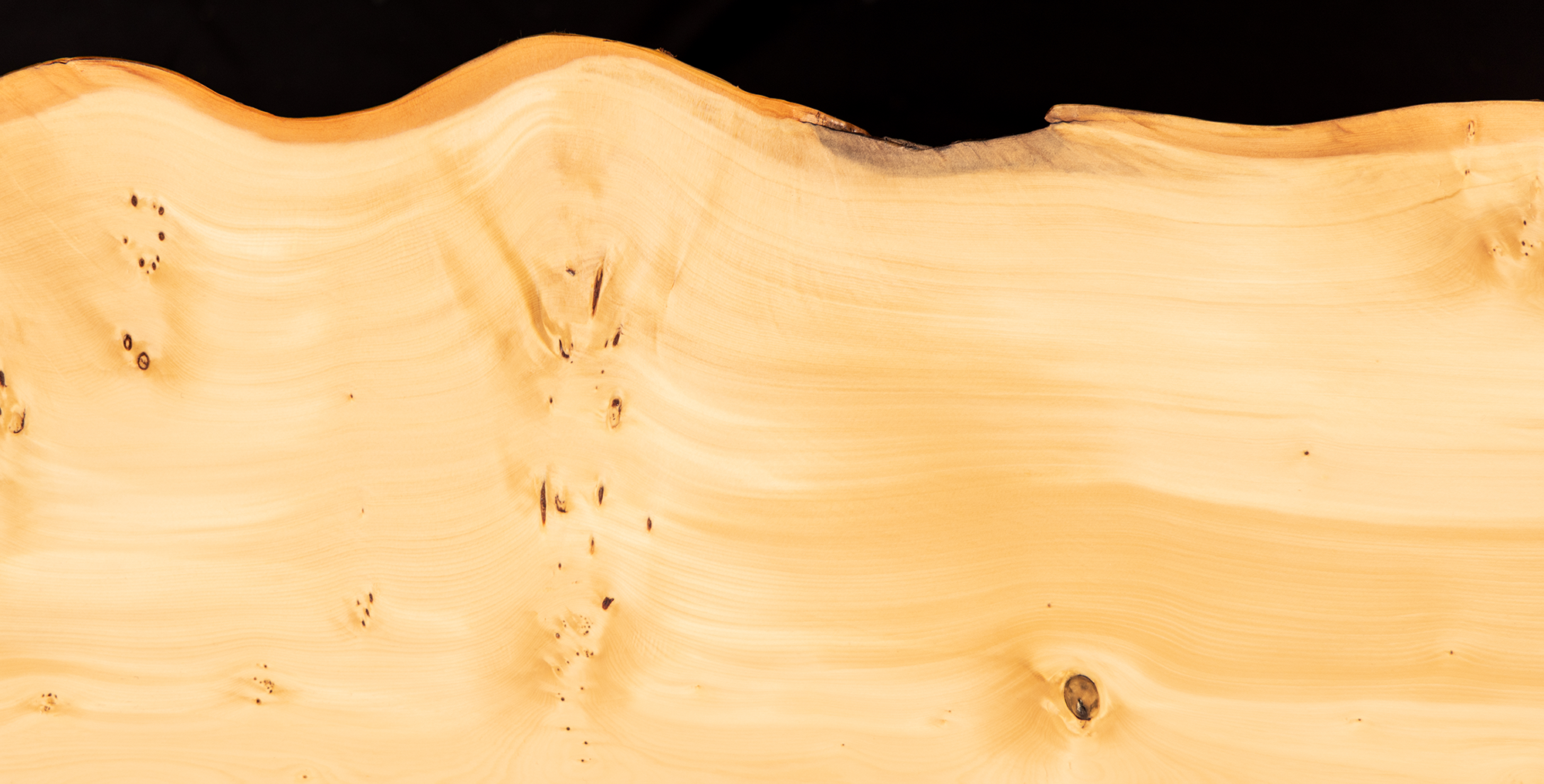 Huon Pine Guide: Tasmania’s Rare and Highly Sought-After Timber ...