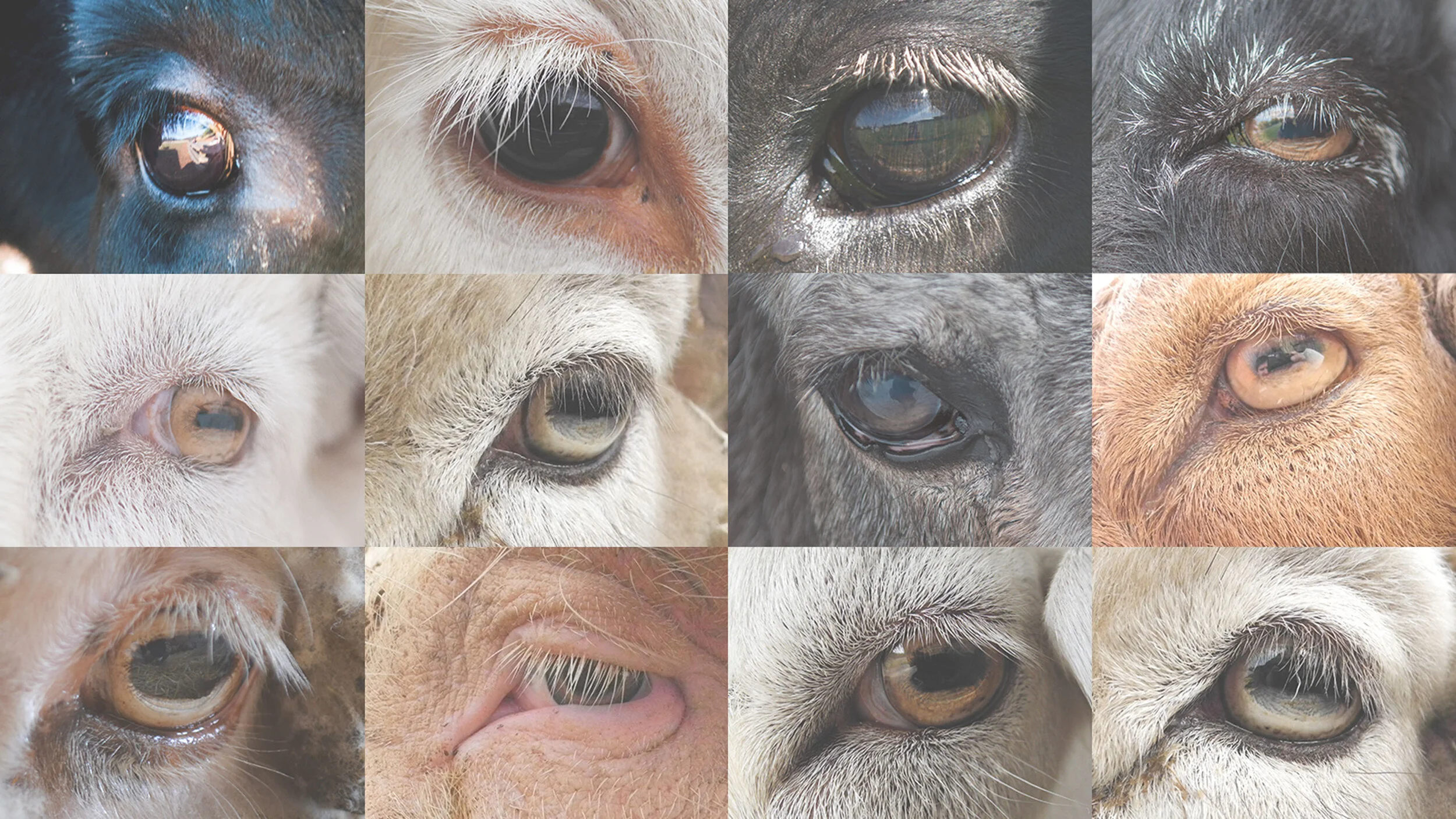 Farm Animals Photography