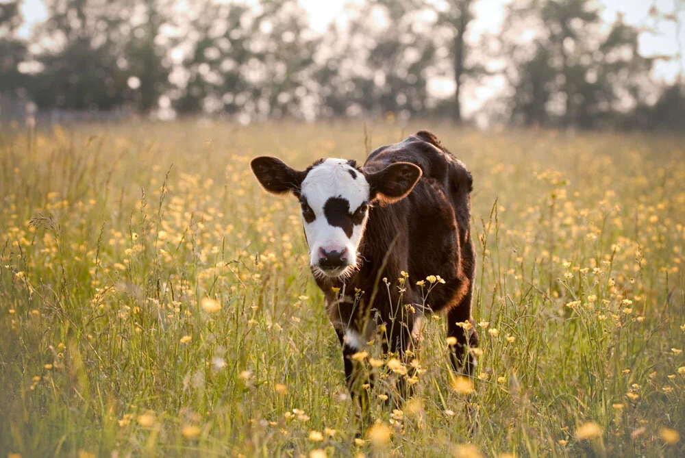 Farm Animals Photography