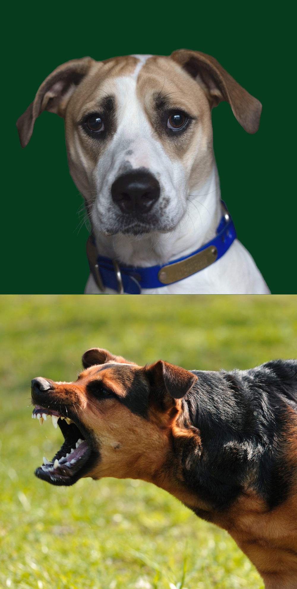 What Is The Fear Of Aggression In Dogs