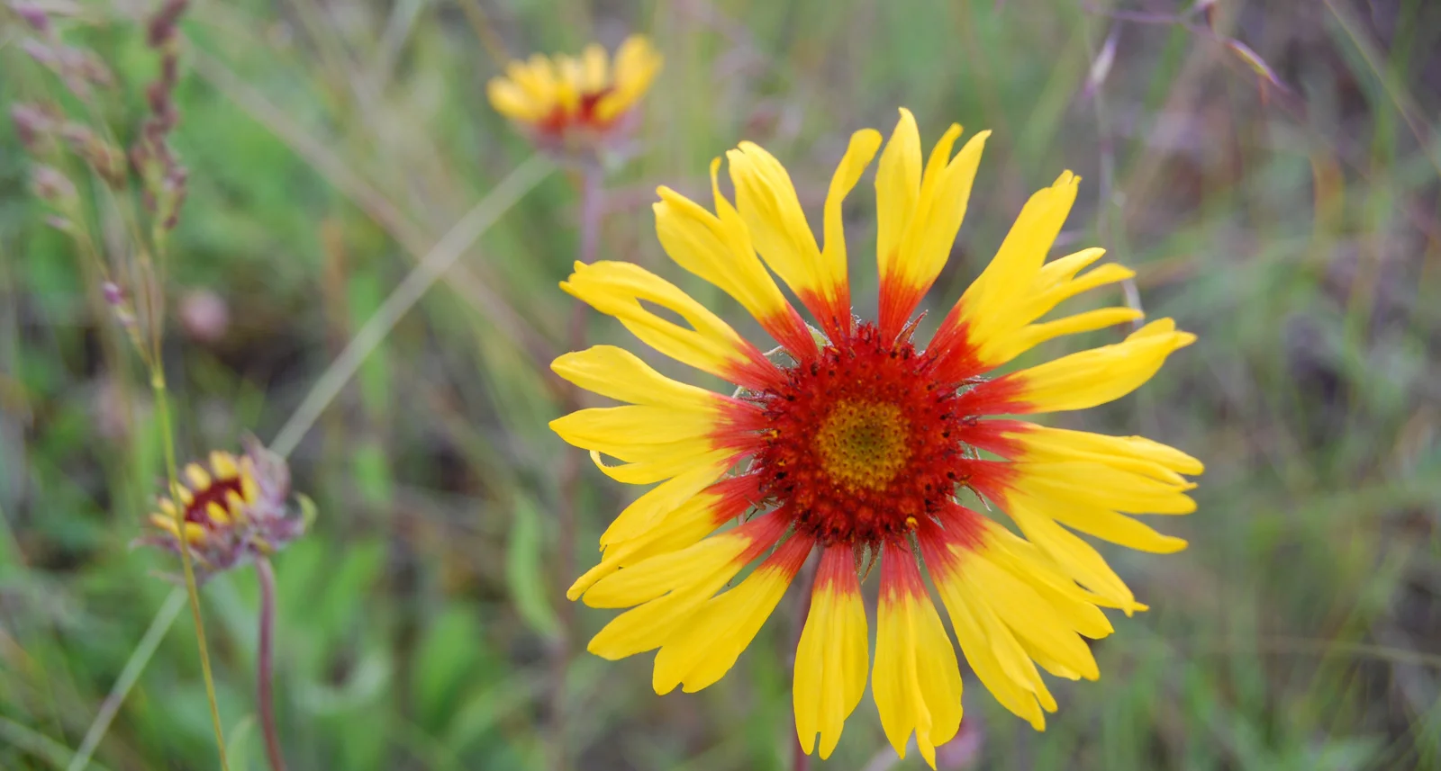 Roots and Stems — maryodden.com