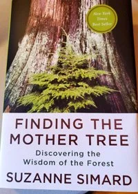 The Mother Tree is Real — maryodden.com