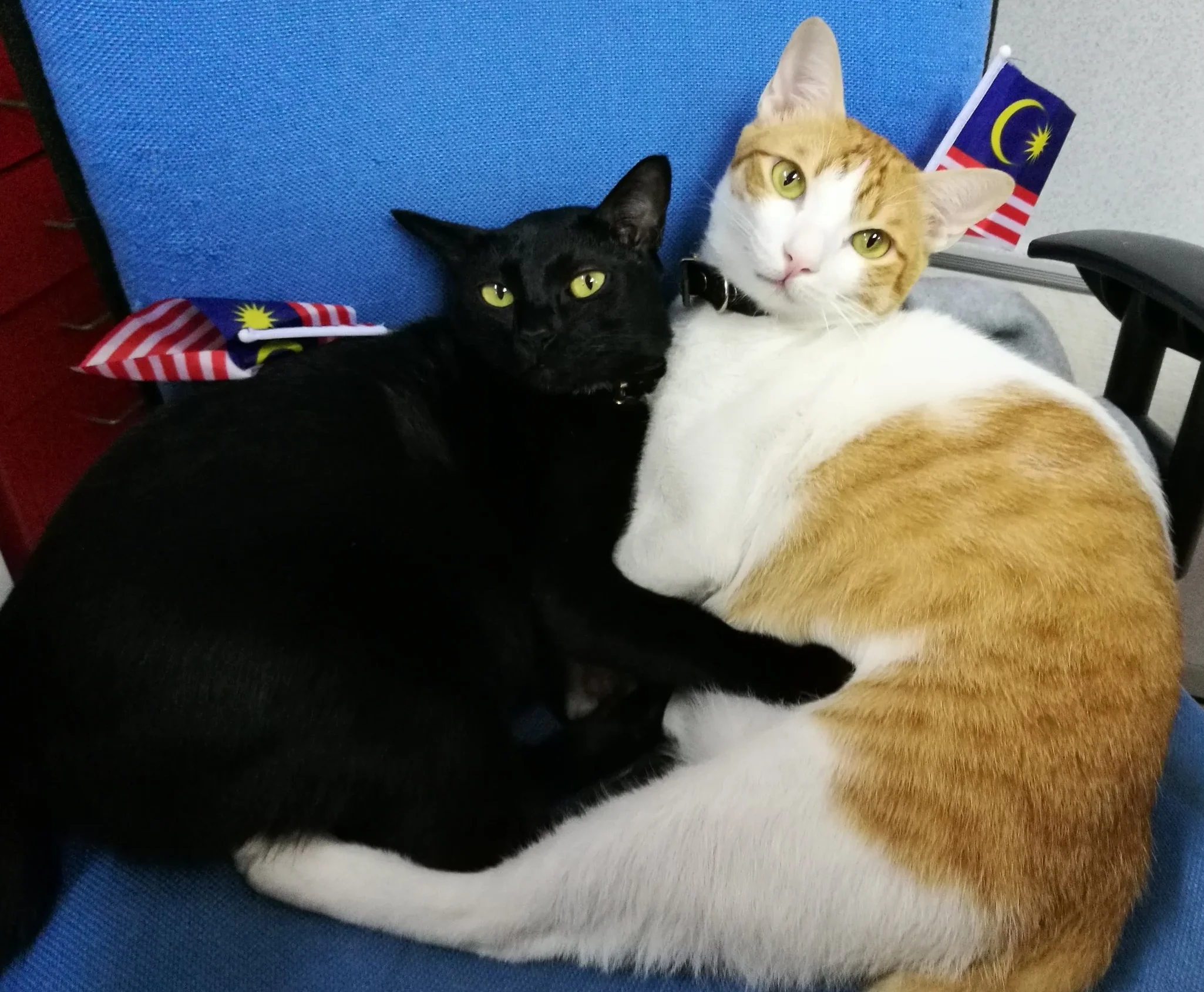 Having a cat (or cats) in office is more than you expect! — Expedio Design