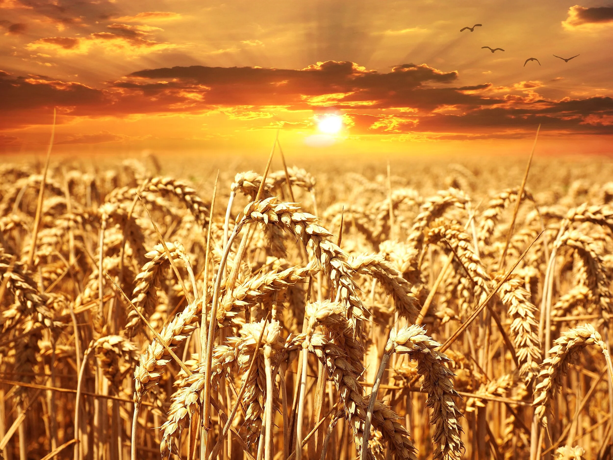A Prayer For A Bountiful Righteous Harvest — It's Midnight Ministries