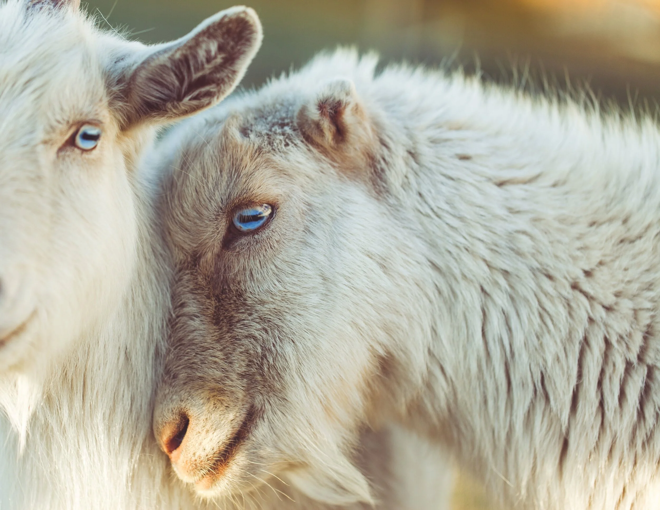My Sheep Hear My Voice — It's Midnight Ministries
