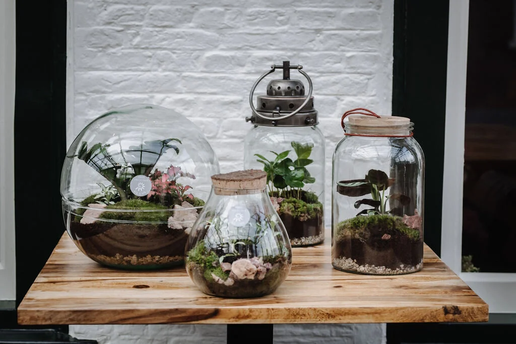 Decorum Concepts: terrariums met unieke en exclusieve plantensoorten ...