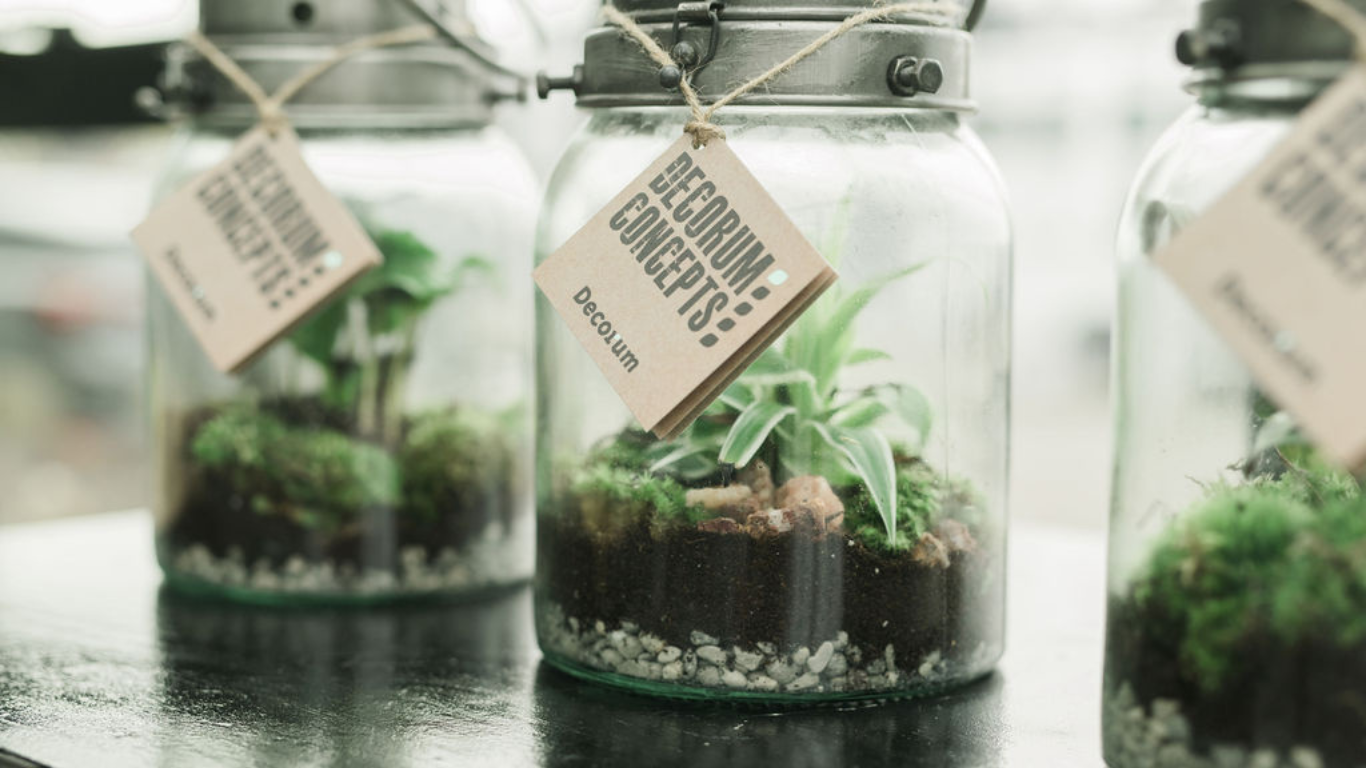 Decorum Concepts: terrariums met unieke en exclusieve plantensoorten ...