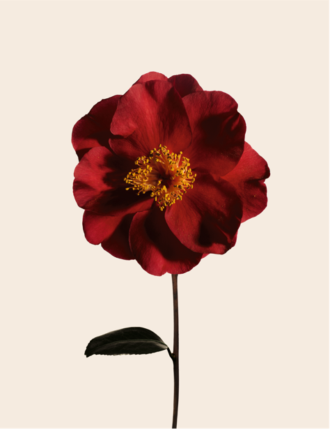 Chanel enters the minimalism market with the new No.1 de Chanel ...