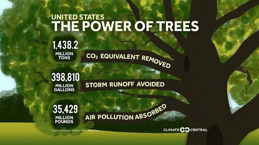 Tree Planting and Negative Emissions — PSCI Tree Planting and Negative Emissions — PSCI