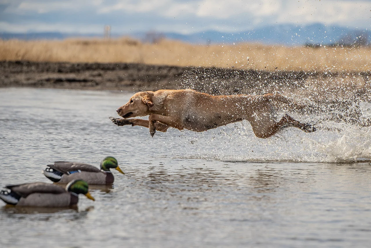 Waterfowl Hunting Dogs Nevada Sporting Dog Alliance Waterfowl Hunting Dogs Nevada Sporting Dog Alliance