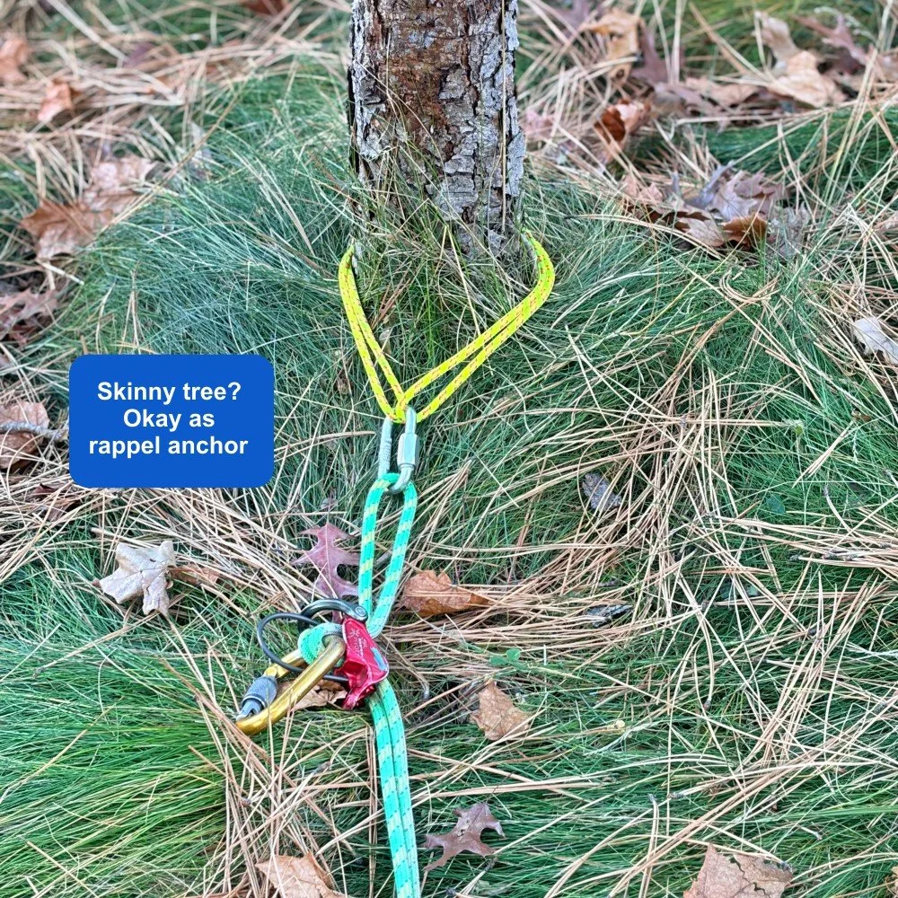 Trees for climbing anchors: Rappel — Alpinesavvy