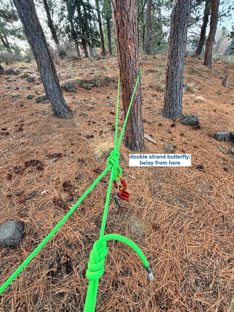 Trees for climbing anchors: Part 4, Multipitch — Alpinesavvy