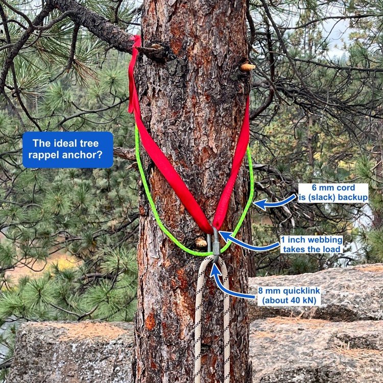 Trees for climbing anchors: Rappel — Alpinesavvy