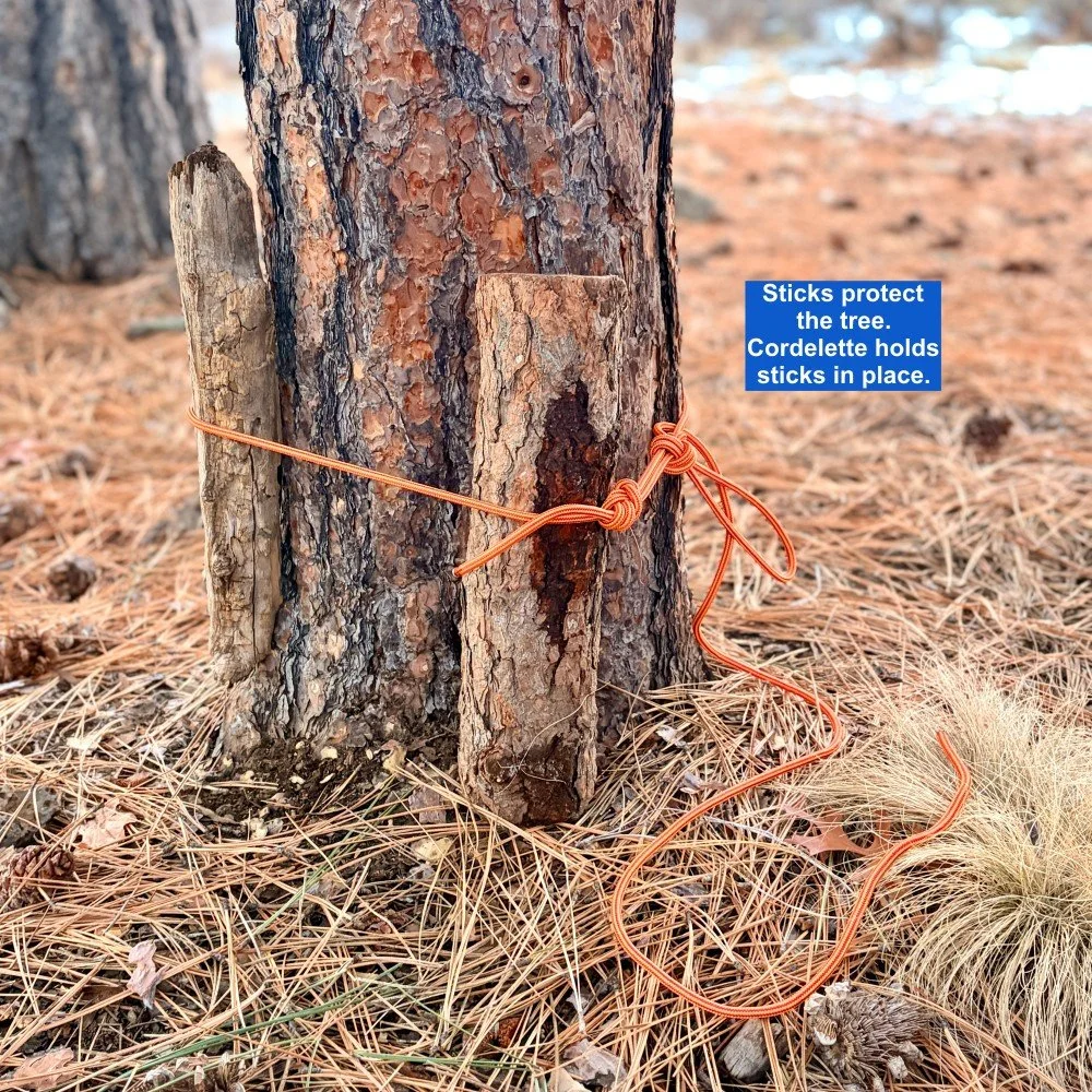 Trees for climbing anchors: Part 3, Top Rope — Alpinesavvy