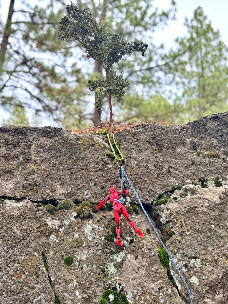 Trees for climbing anchors: Part 3, Top Rope — Alpinesavvy