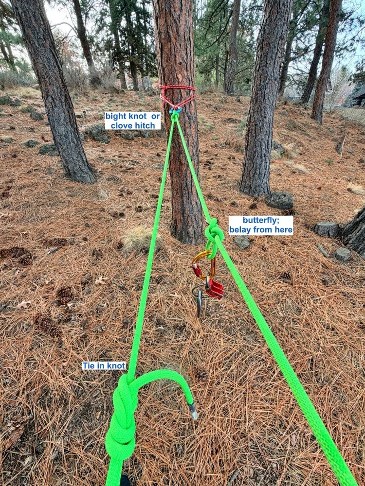Trees for climbing anchors: Part 4, Multipitch — Alpinesavvy