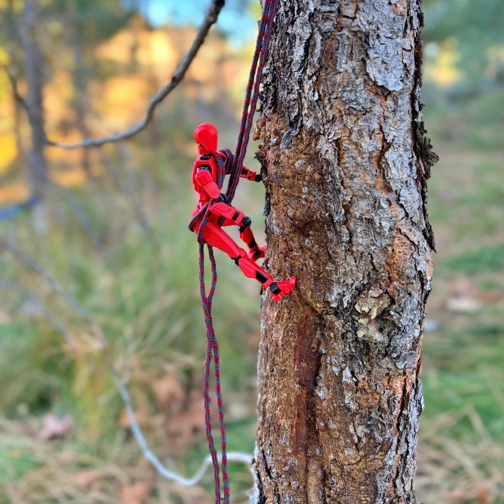 Trees for climbing anchors: Rappel — Alpinesavvy