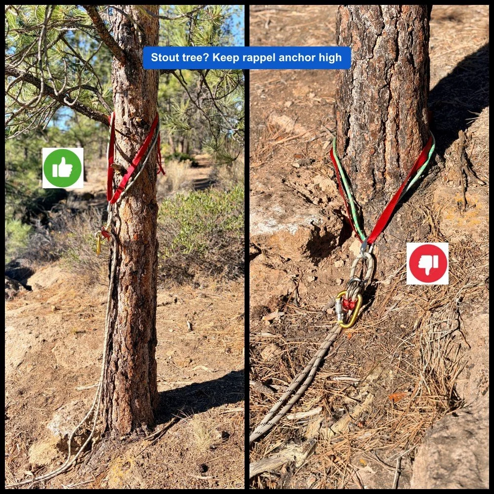 Trees for climbing anchors: Rappel — Alpinesavvy