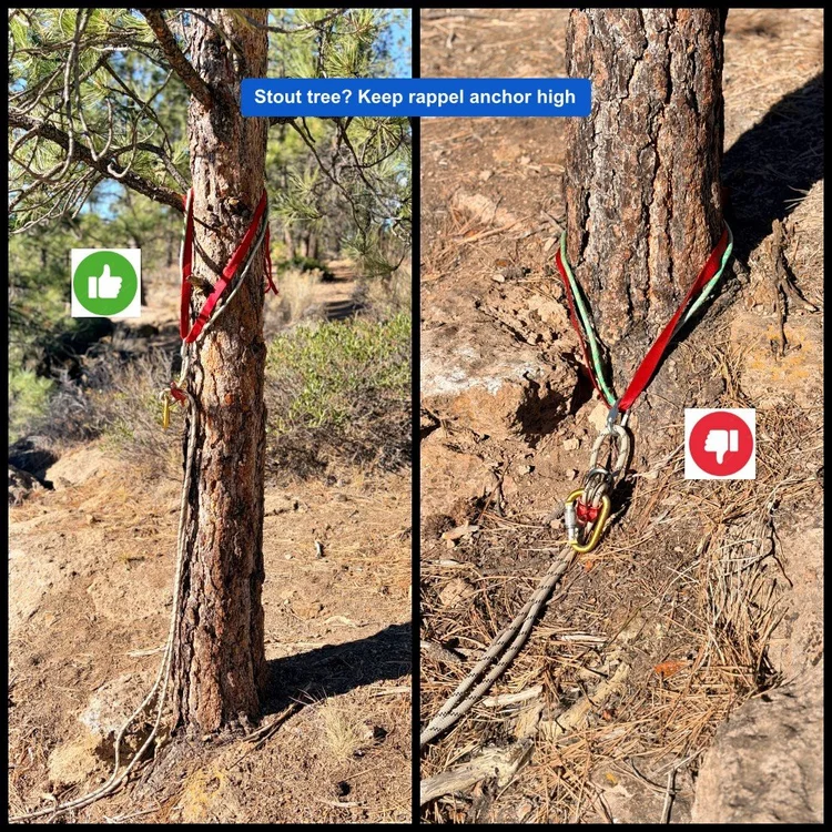 Trees for climbing anchors: Rappel — Alpinesavvy