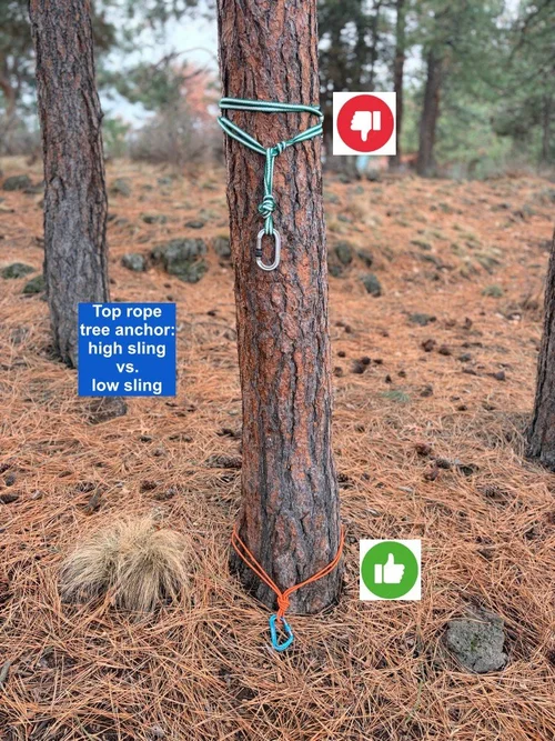 Trees for climbing anchors: Part 3, Top Rope — Alpinesavvy