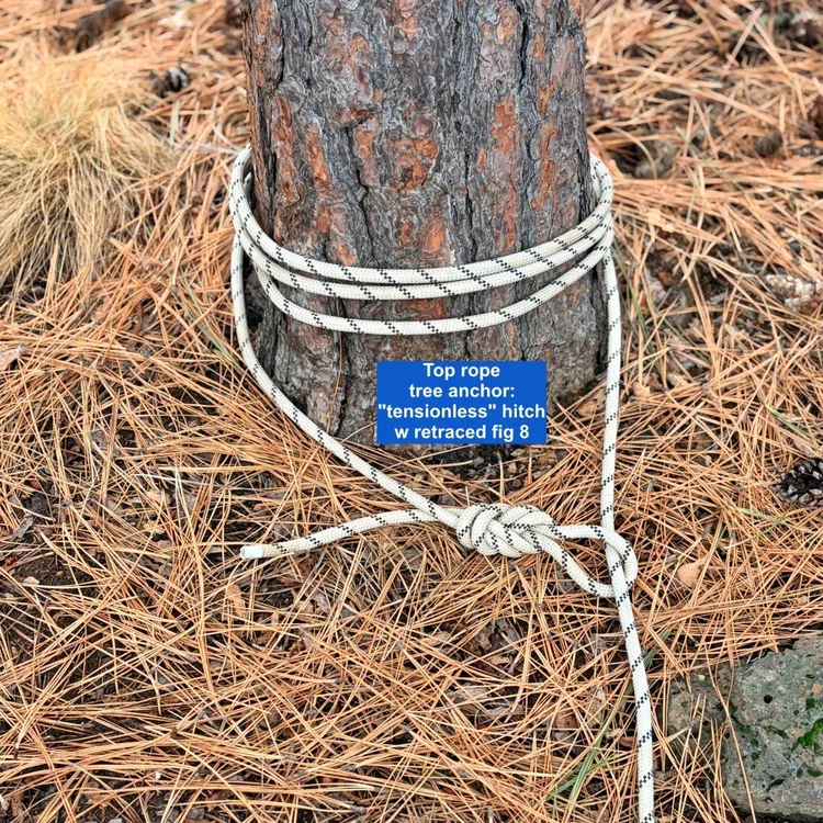 Trees for climbing anchors: Part 3, Top Rope — Alpinesavvy