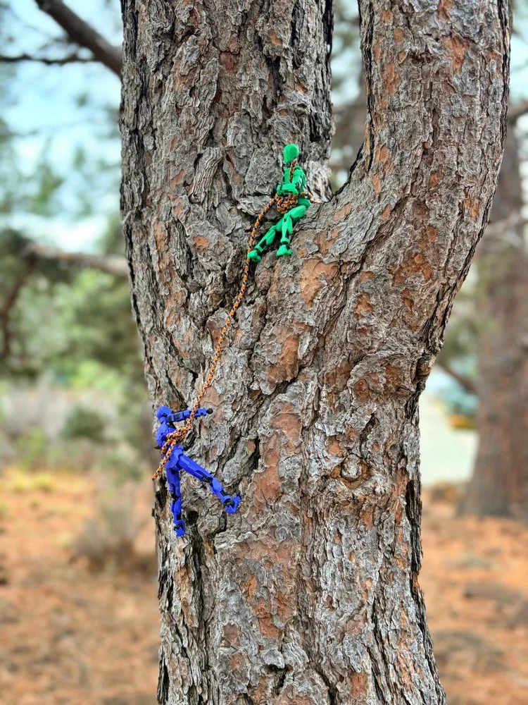 Trees for climbing anchors: Part 4, Multipitch — Alpinesavvy