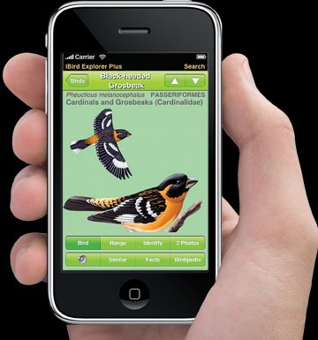 LET'S GO BIRDING — GOAS