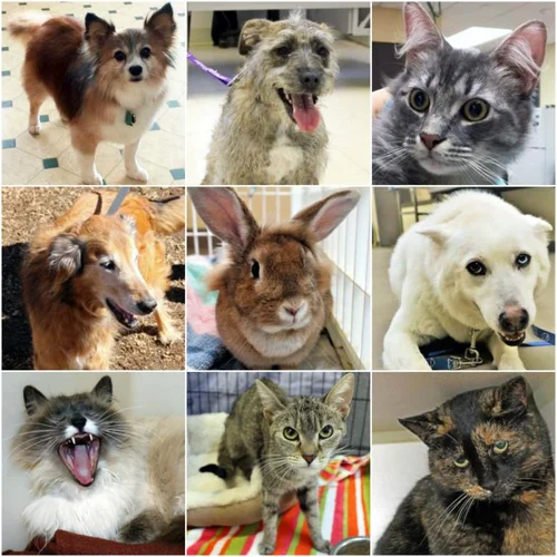 BUCKS COUNTY SPCA — WDVRfm.org
