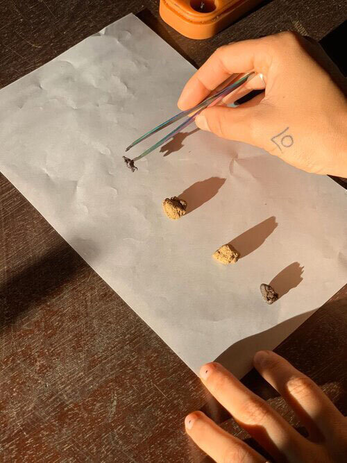 Bubble Hash: what is ice water hash and how it is made