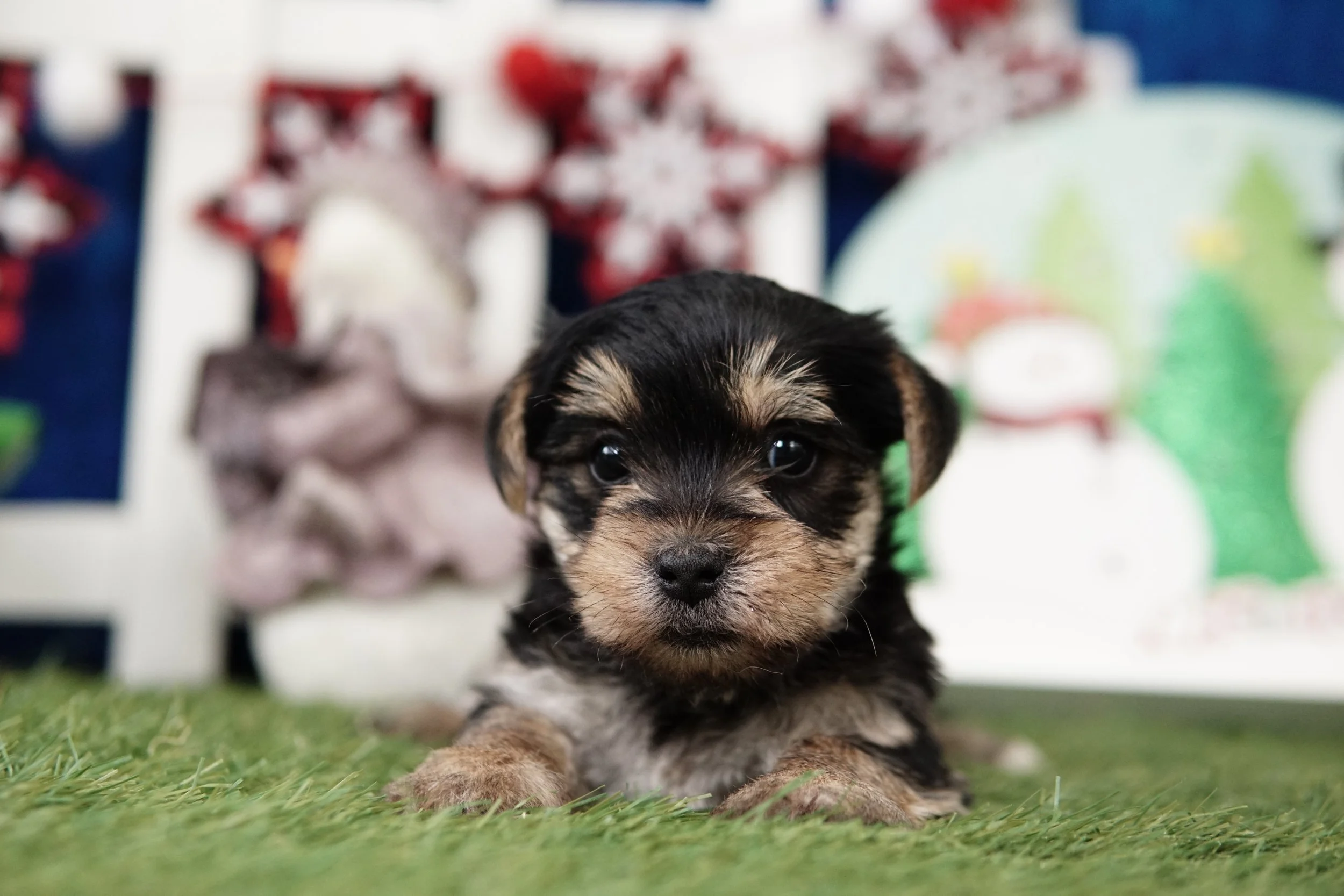 Available Puppies — North Iowa Puppies