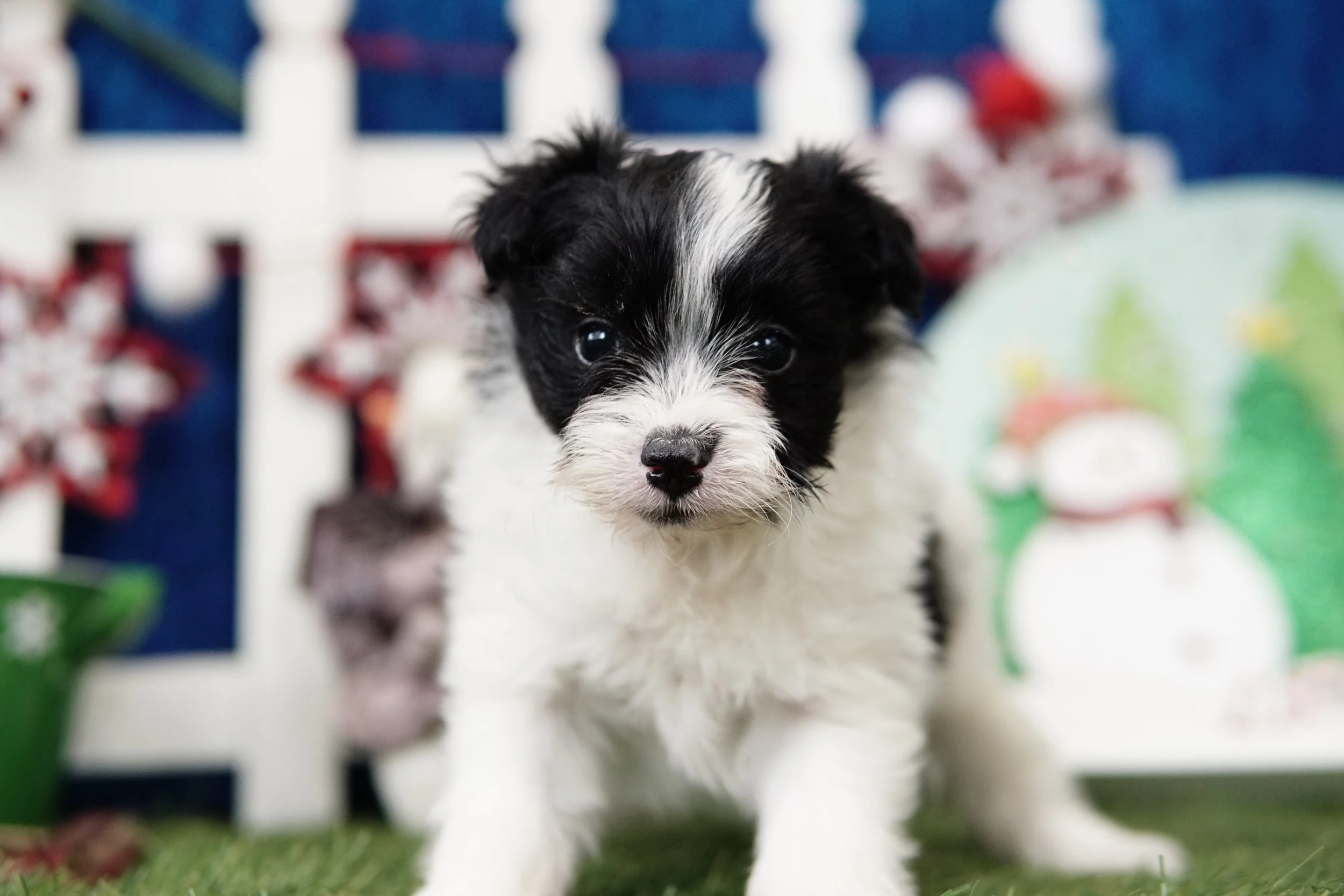 Available Puppies — North Iowa Puppies