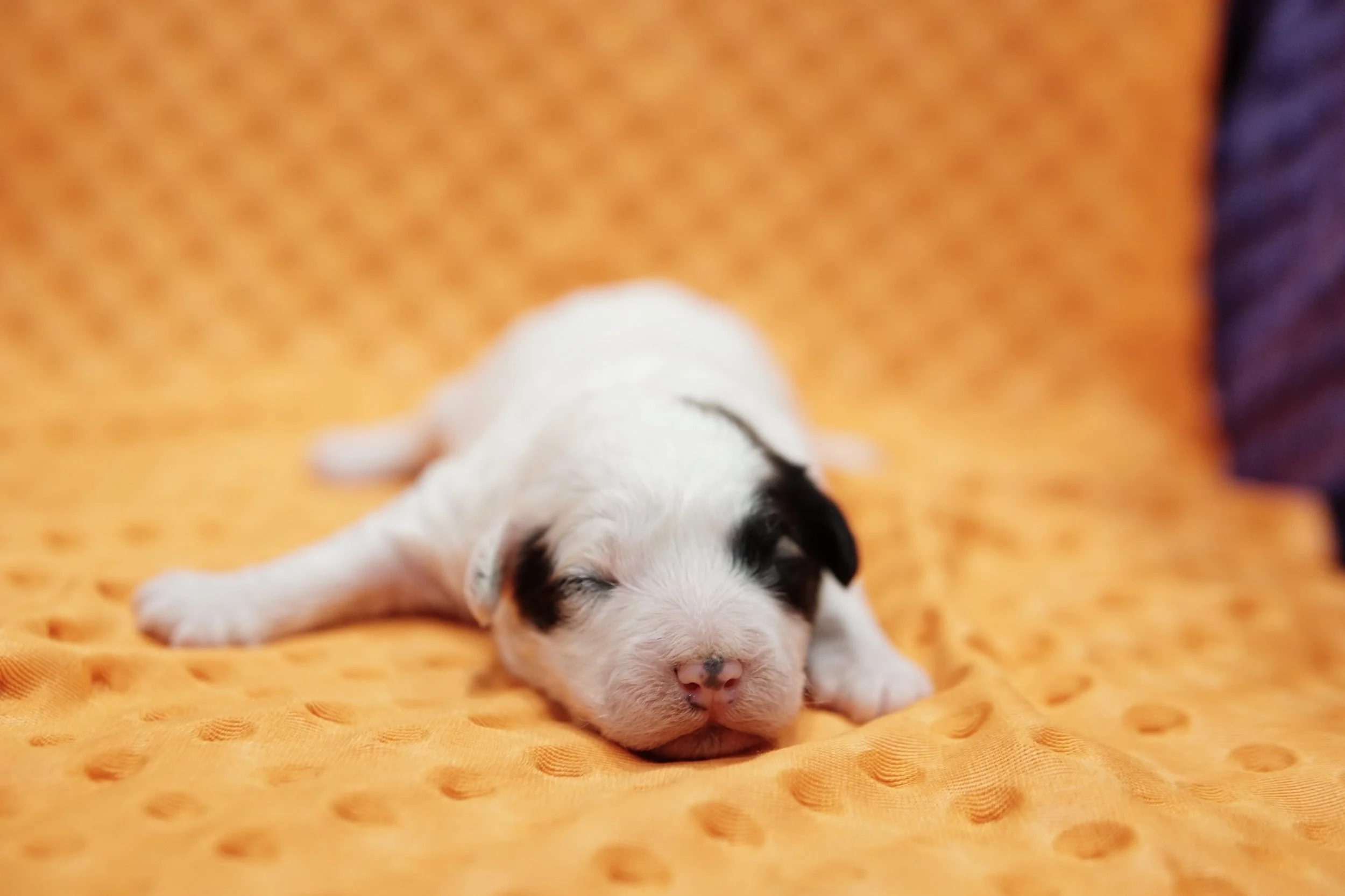 Available Puppies — North Iowa Puppies
