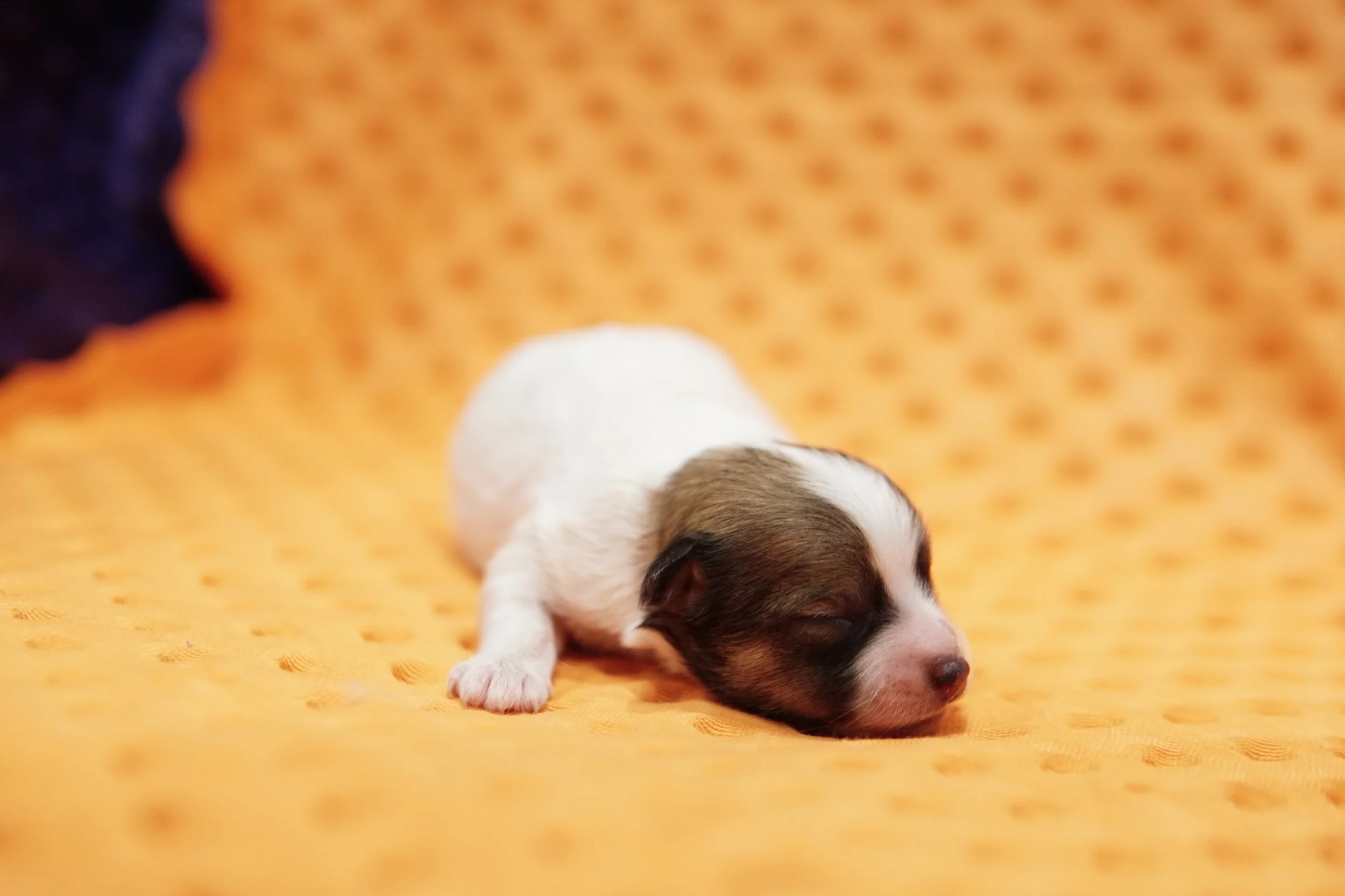 Available Puppies — North Iowa Puppies