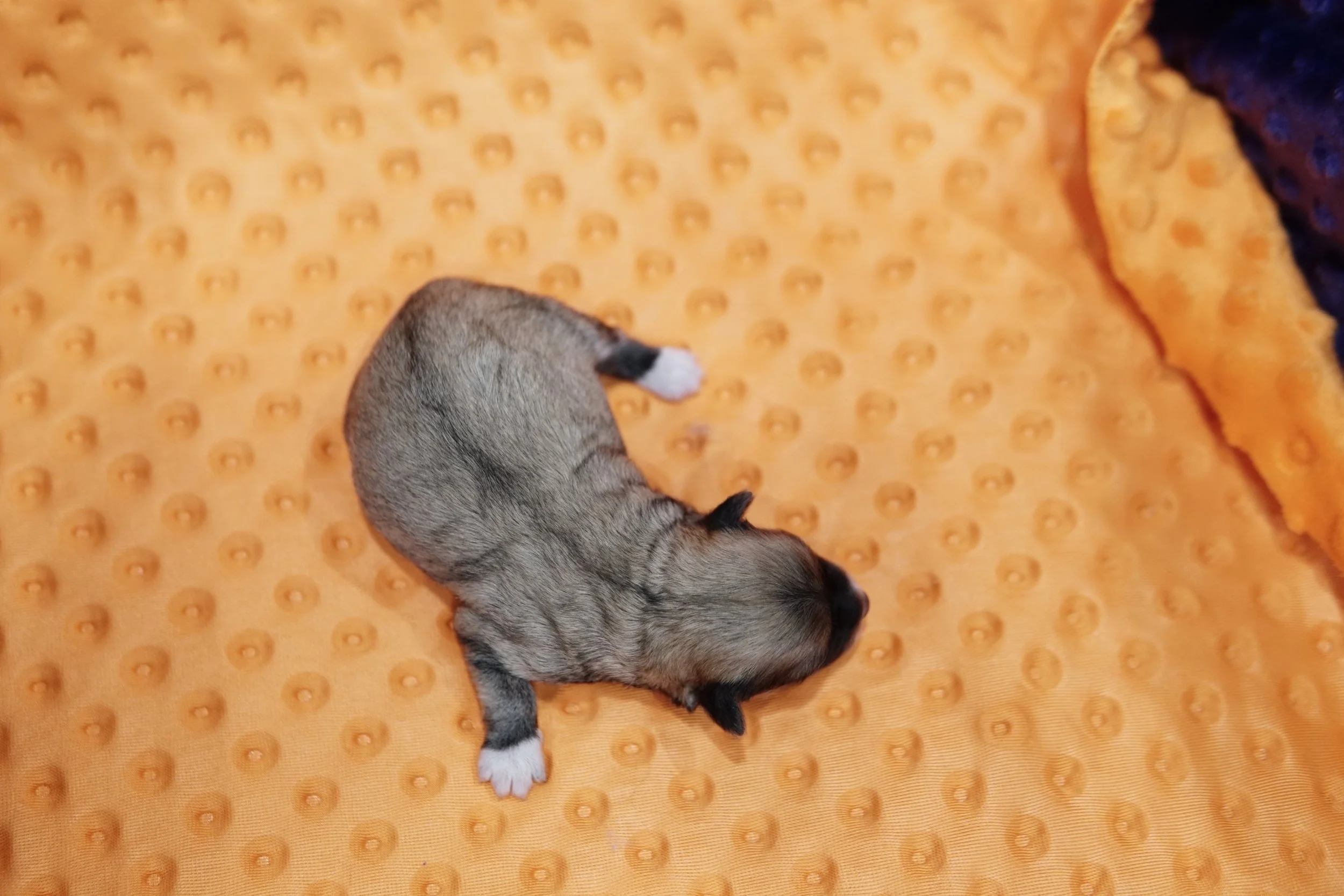 puppy 2 — North Iowa Puppies