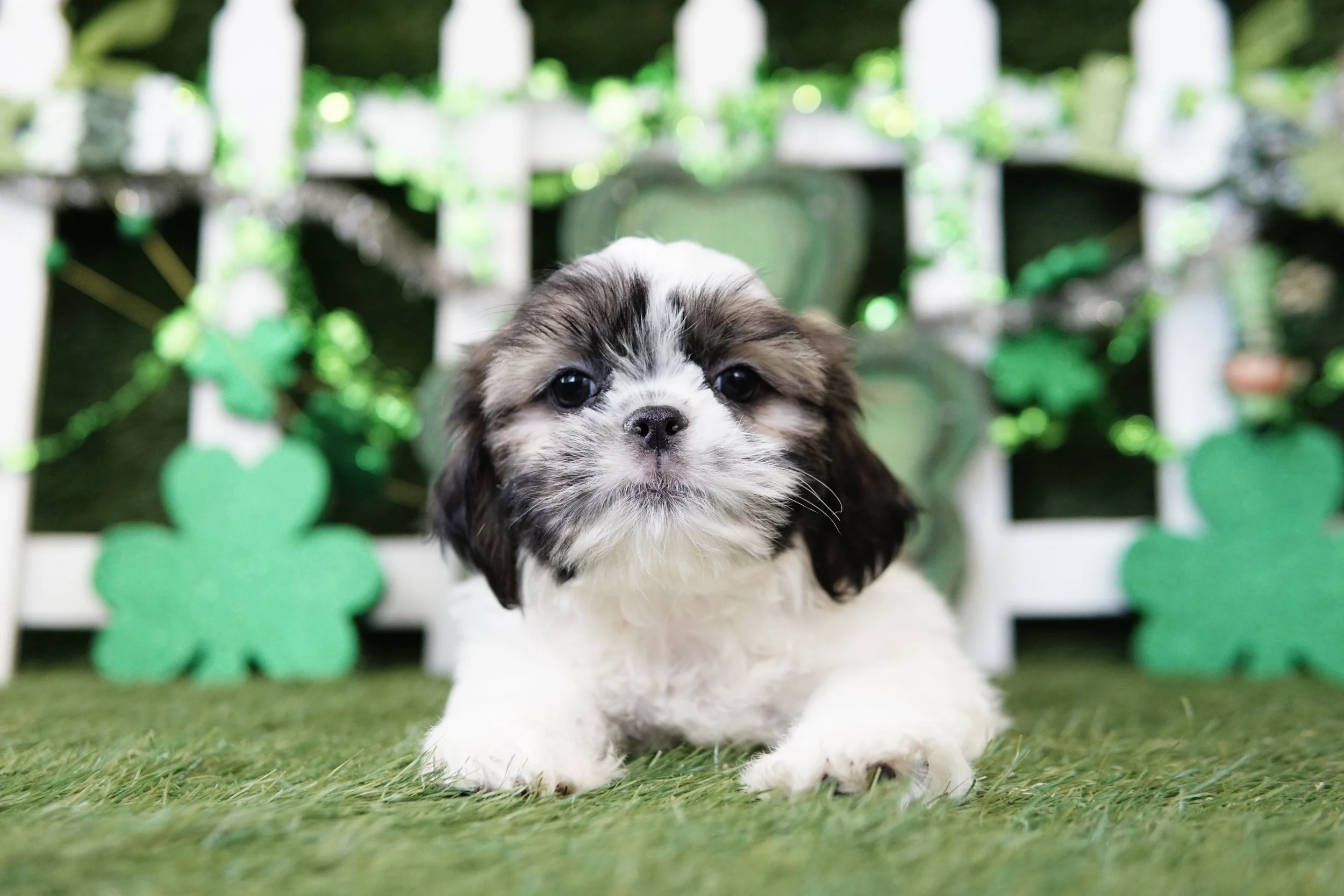 CKC — North Iowa Puppies