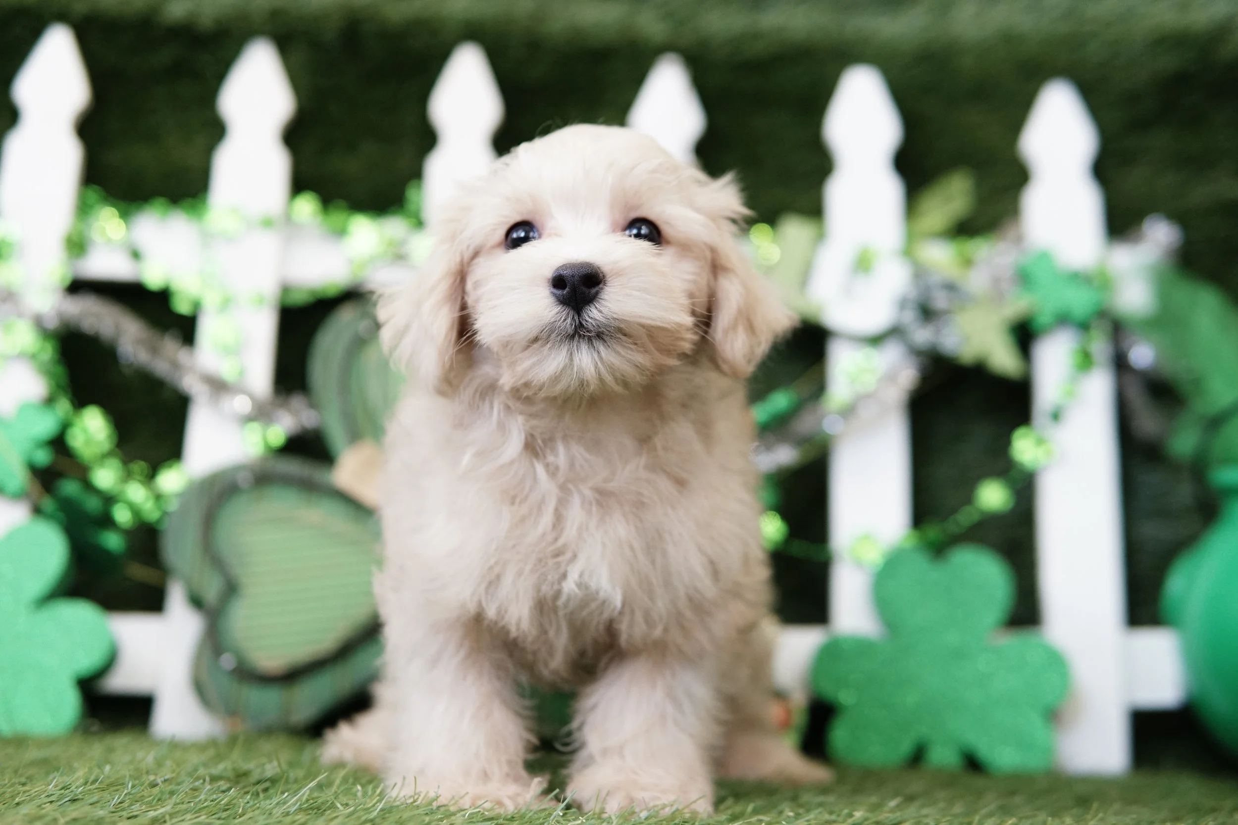 Schnoodle — North Iowa Puppies