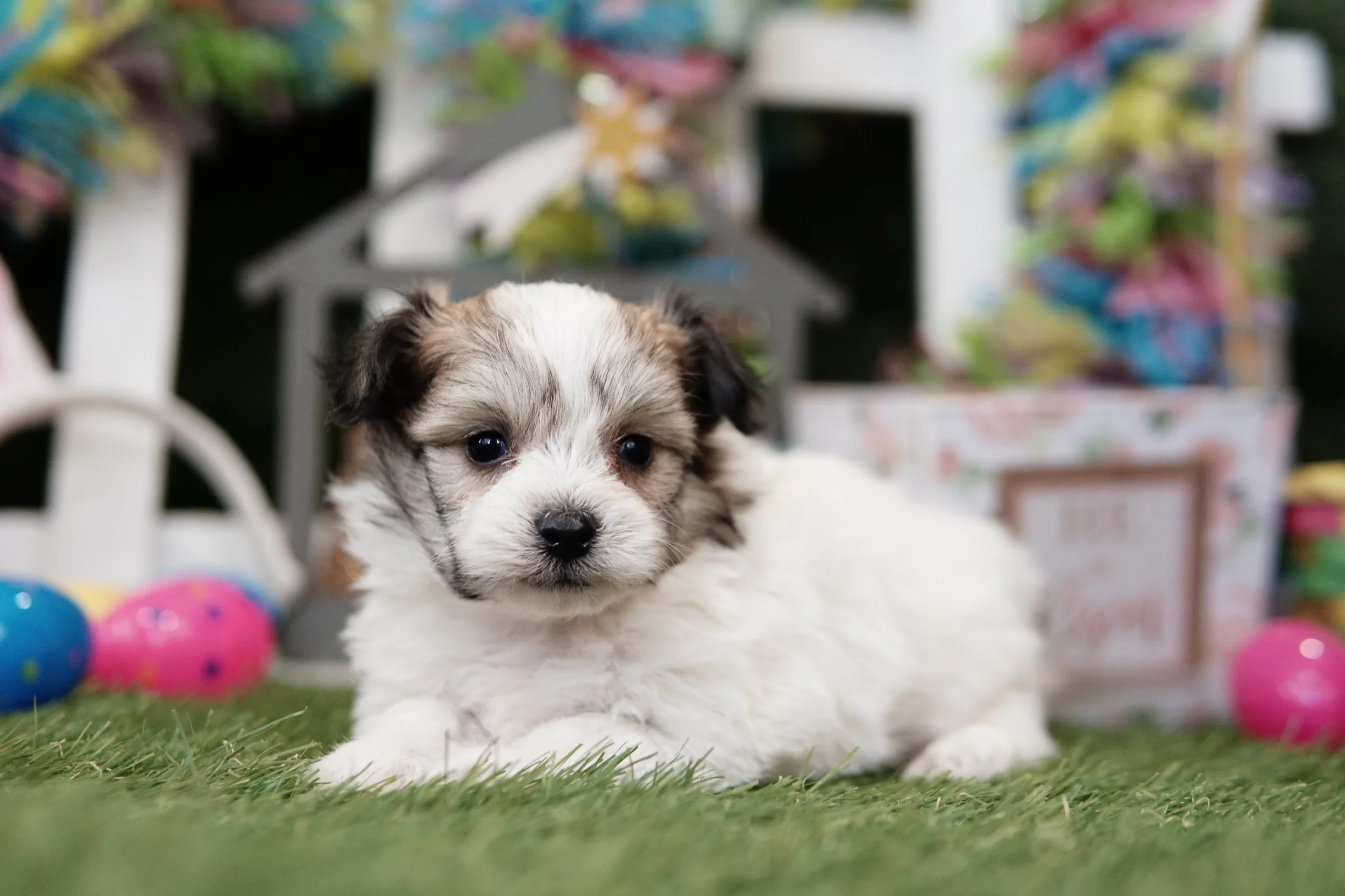 puppy 2 — North Iowa Puppies