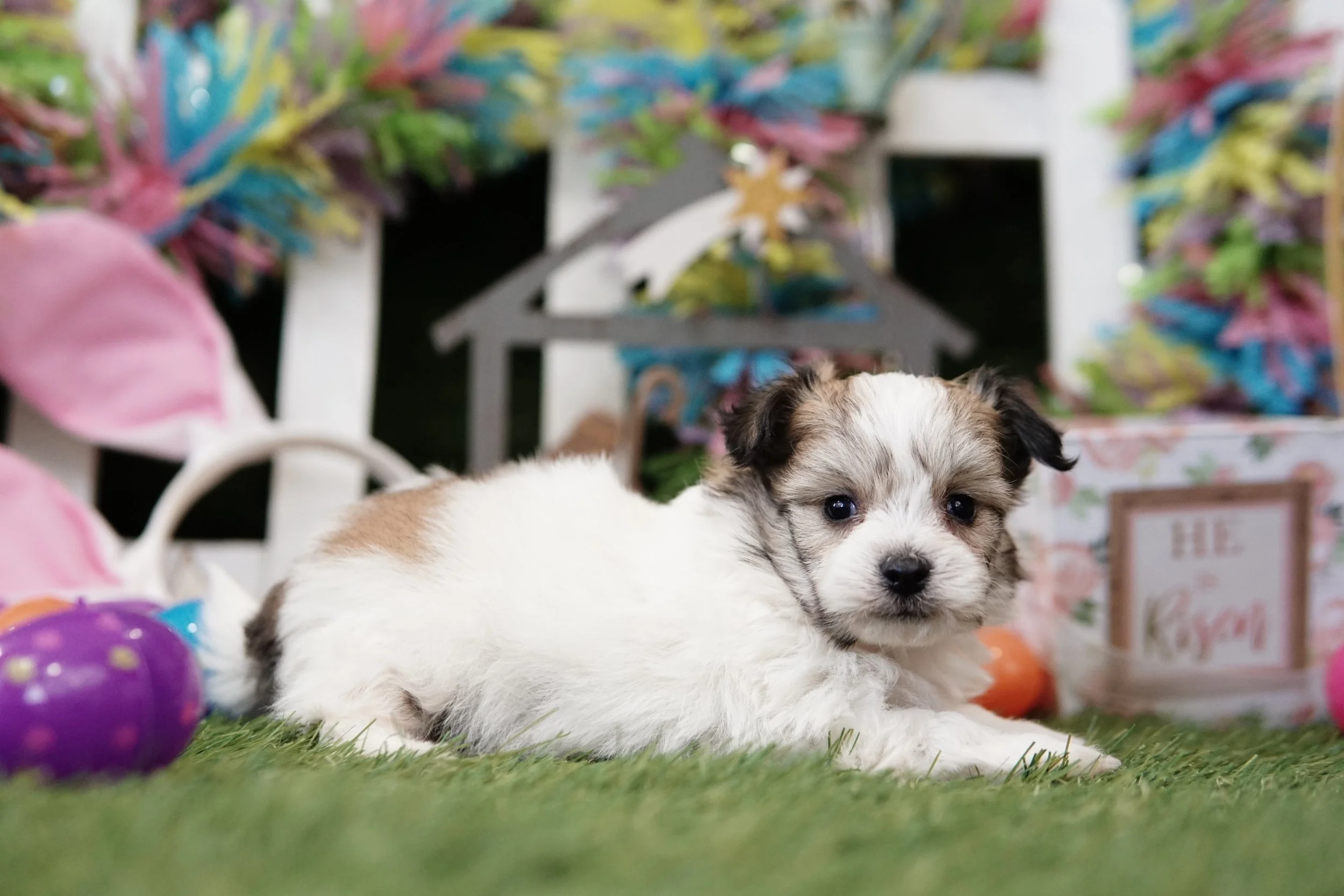 puppy 2 — North Iowa Puppies