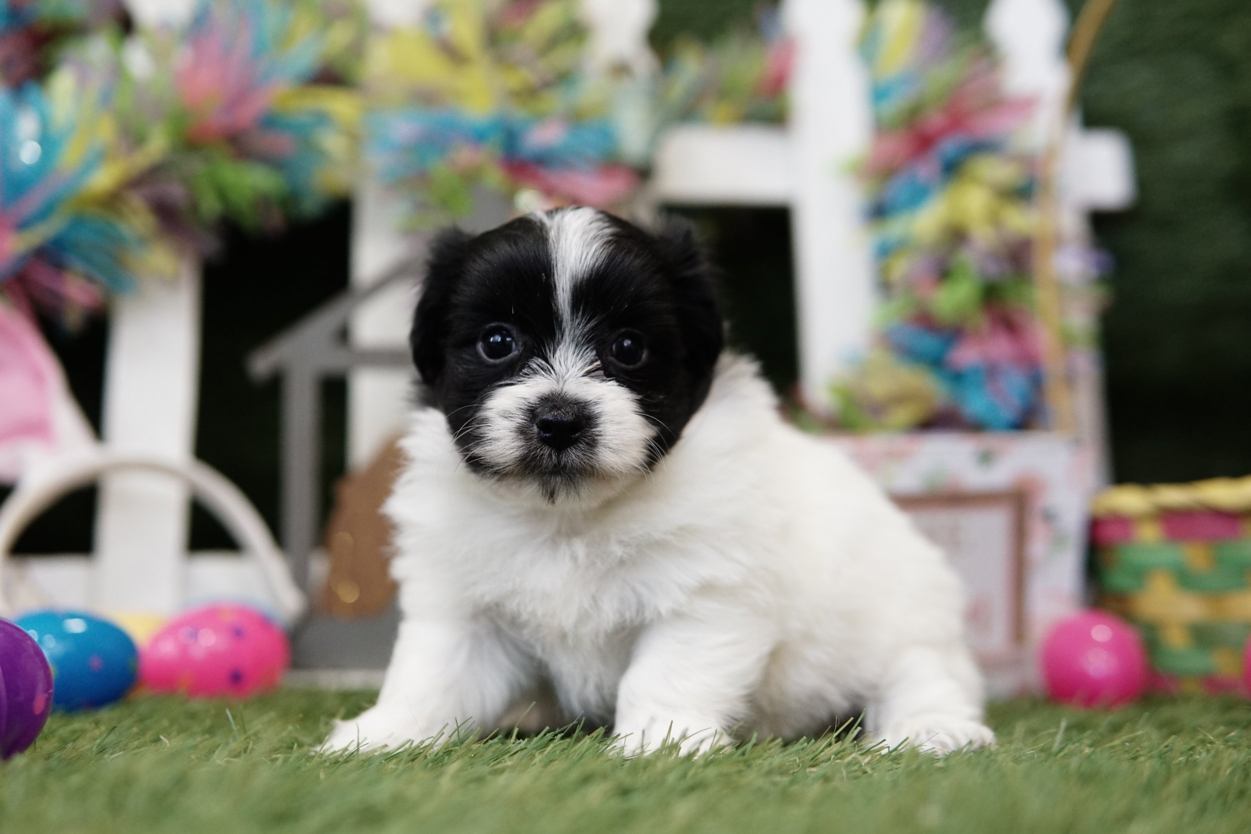 puppy 2 — North Iowa Puppies