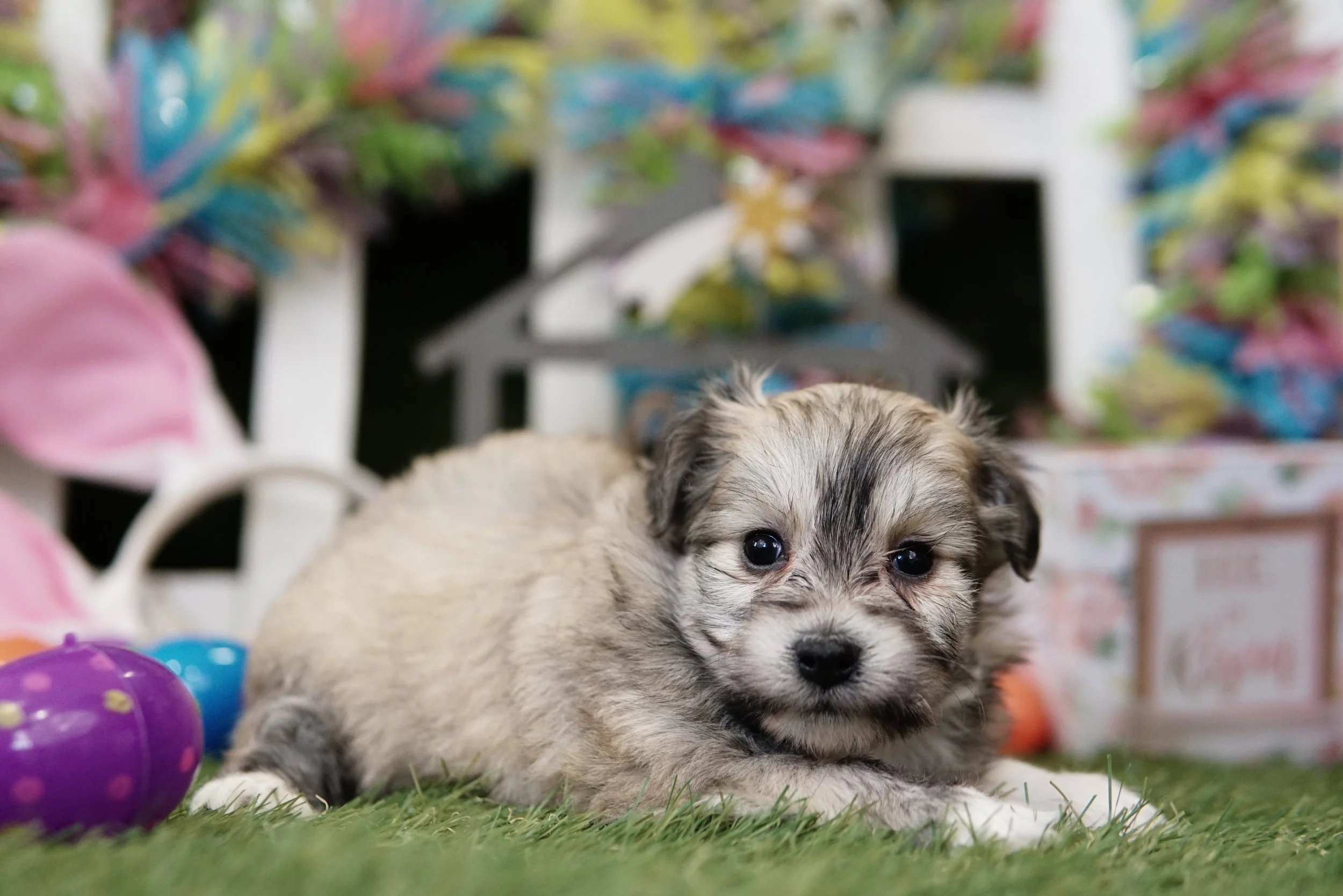 puppy 2 — North Iowa Puppies