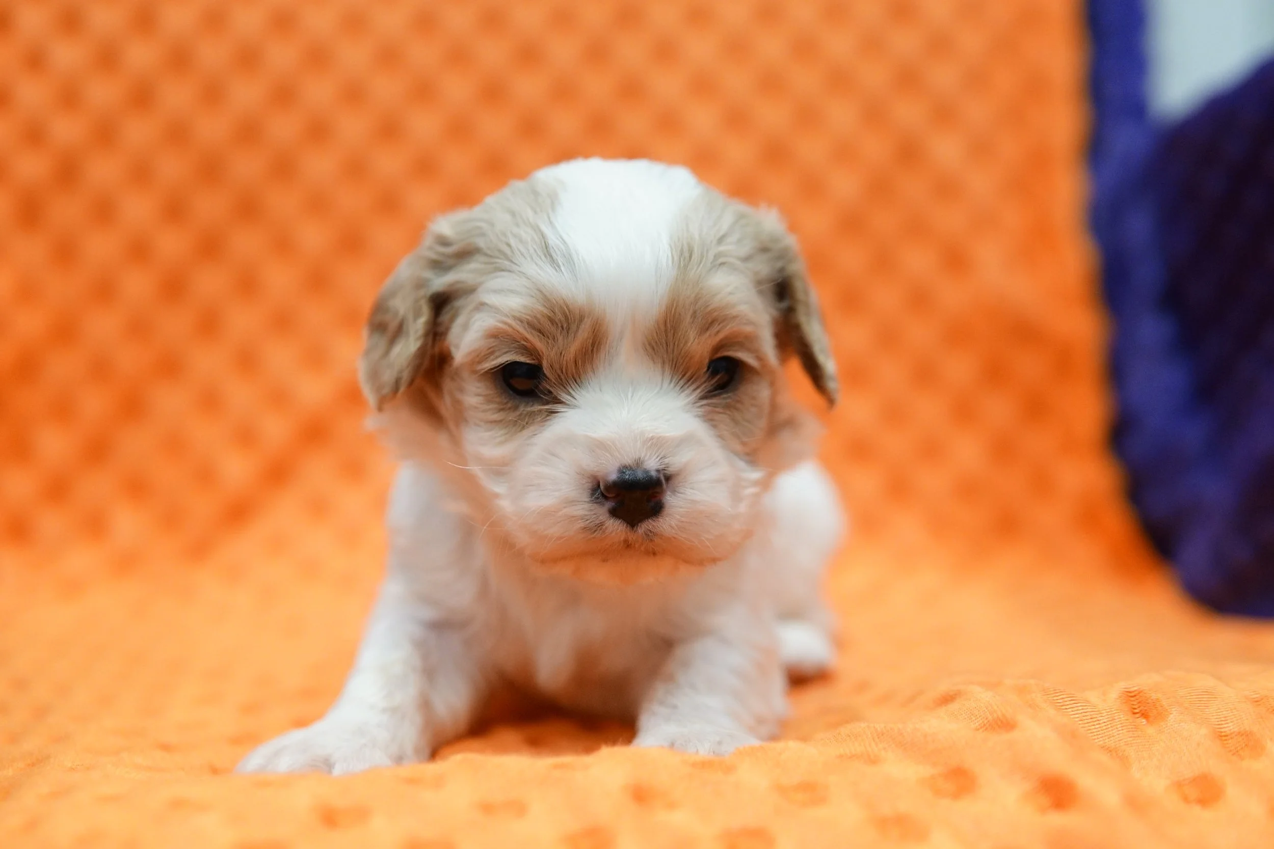 CKC — North Iowa Puppies