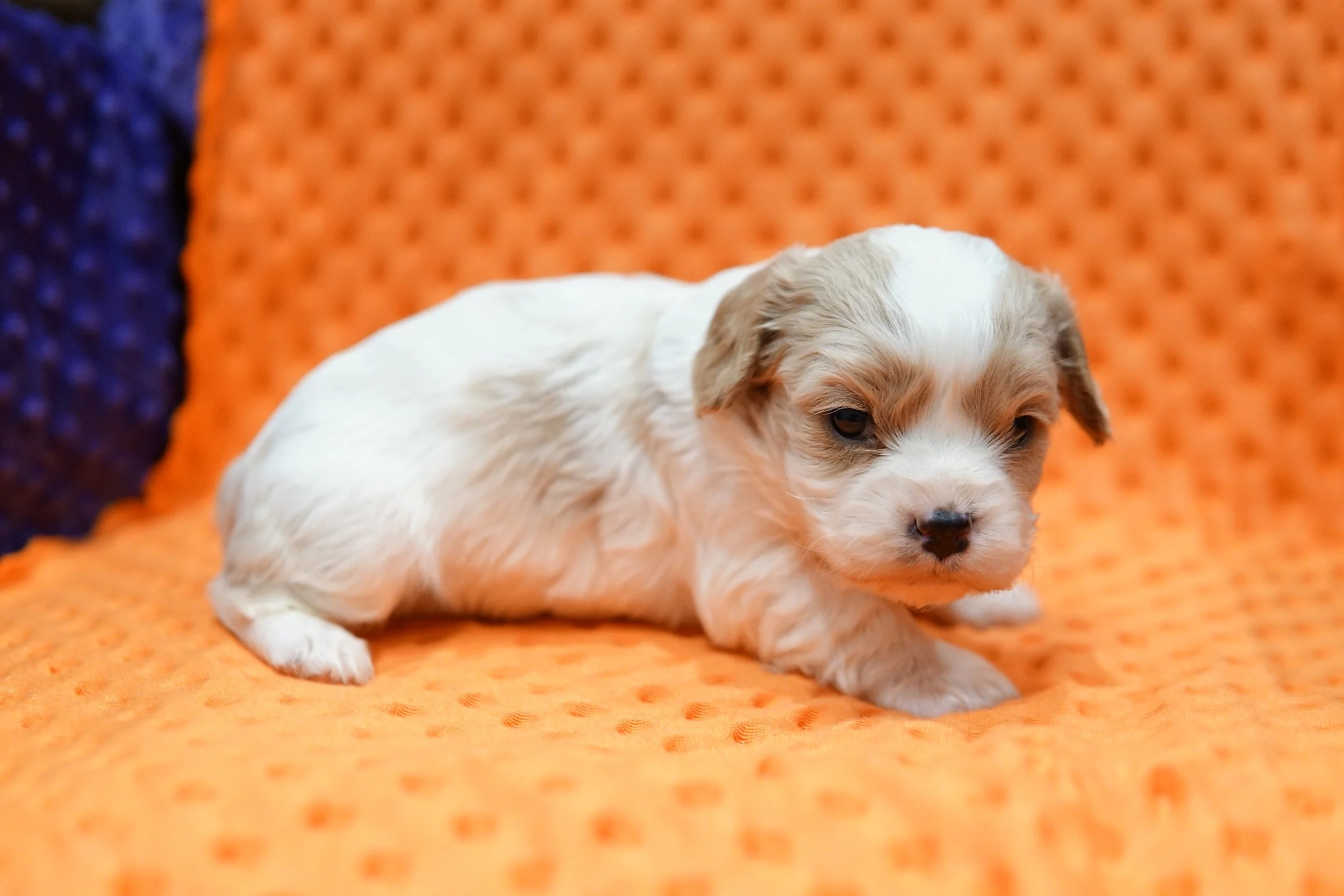 CKC — North Iowa Puppies