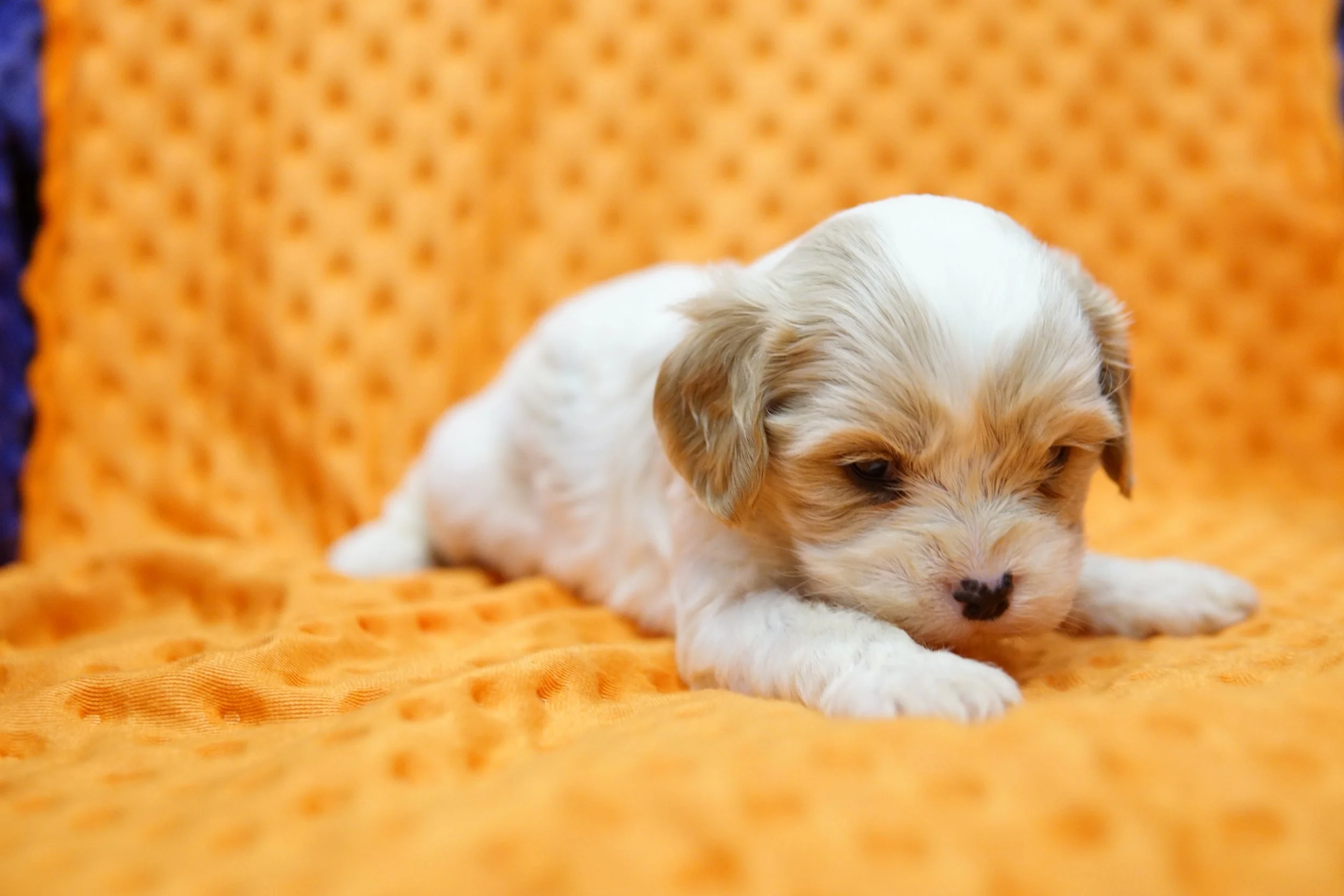 CKC — North Iowa Puppies