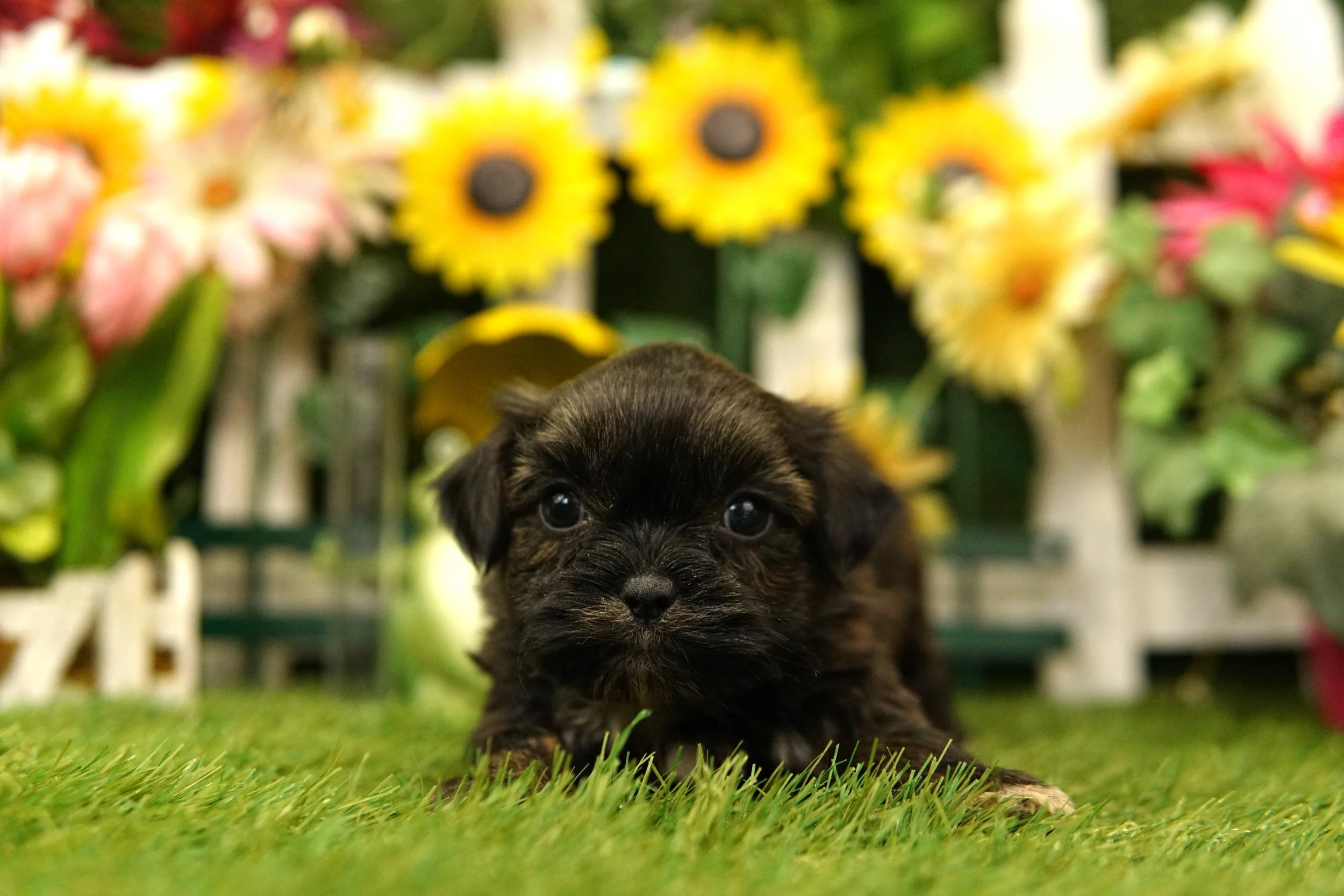 Vannah — North Iowa Puppies