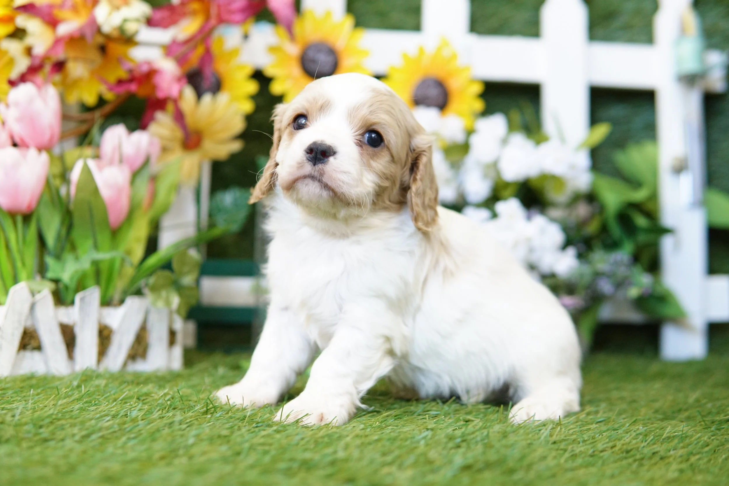 CKC — North Iowa Puppies