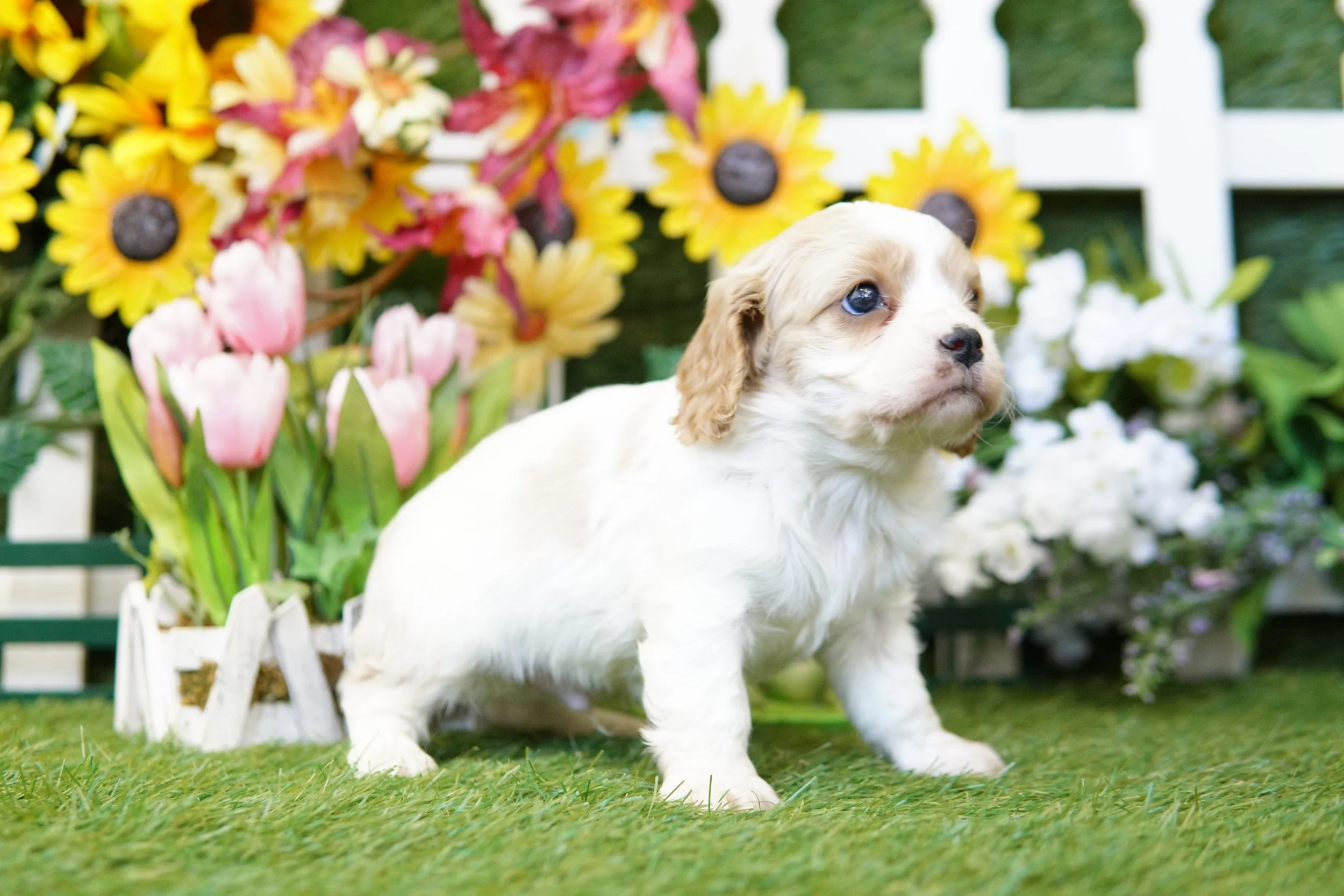 CKC — North Iowa Puppies