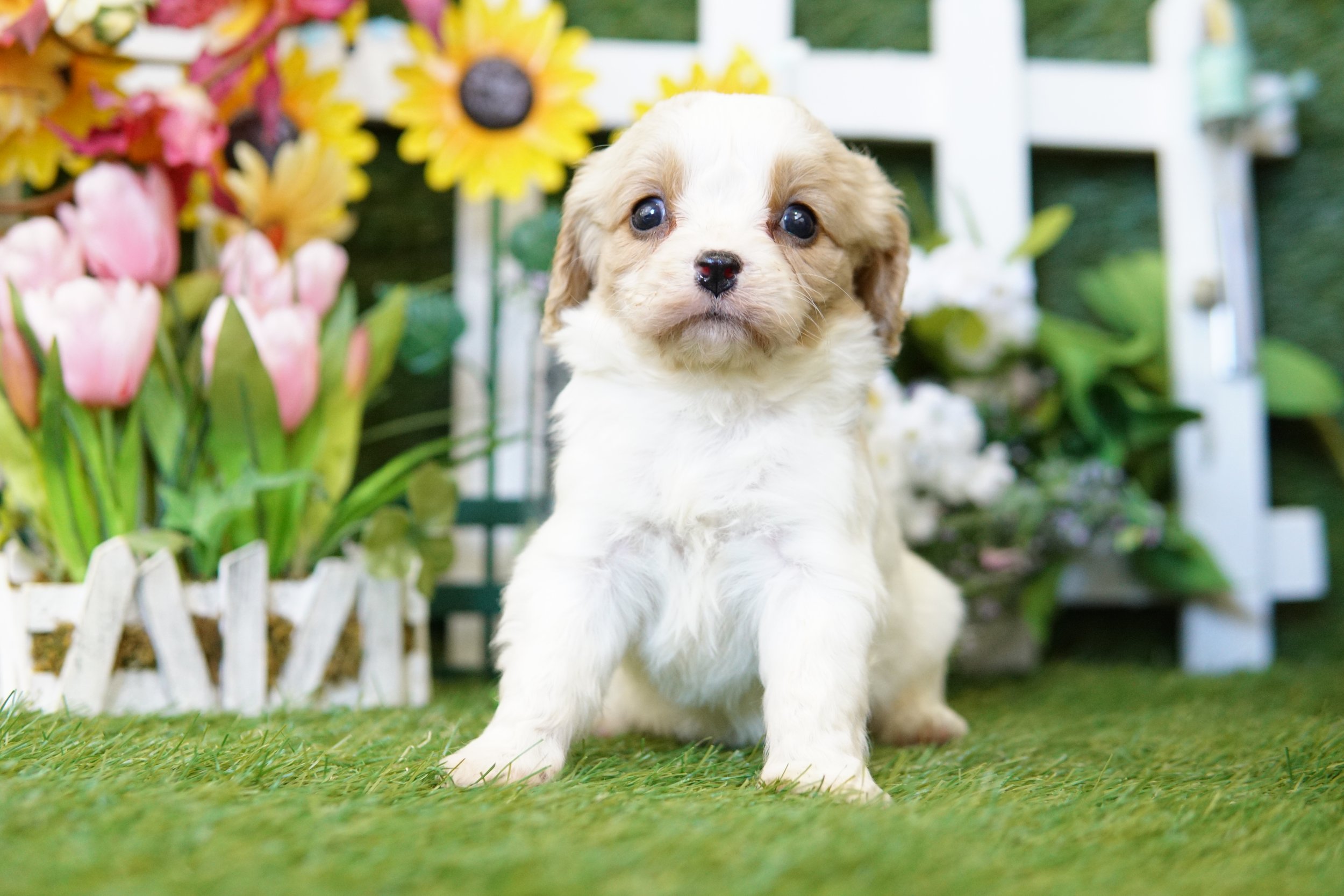 CKC — North Iowa Puppies