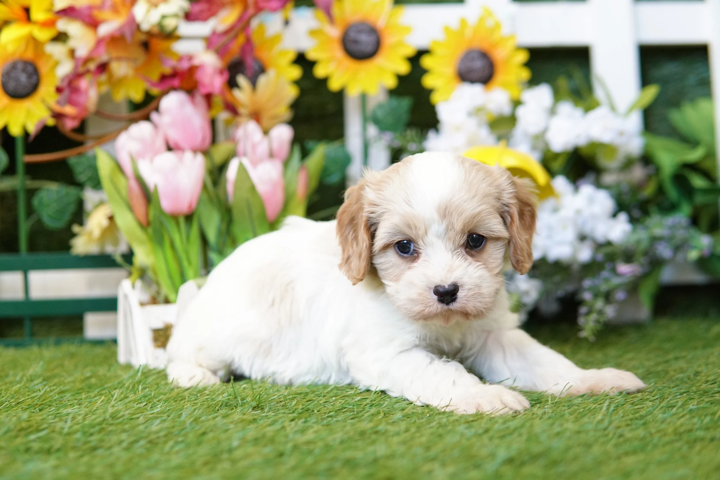 CKC — North Iowa Puppies